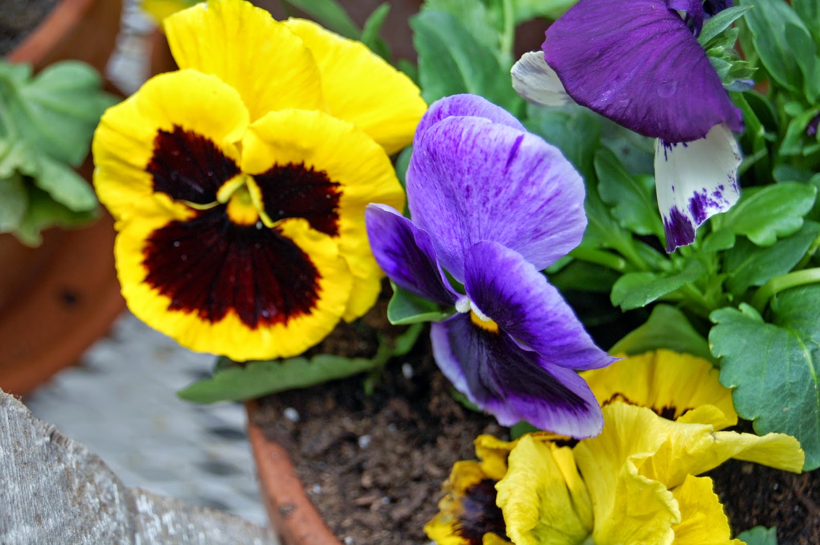 My Painted Garden: Painting and Planting Fall Pansies