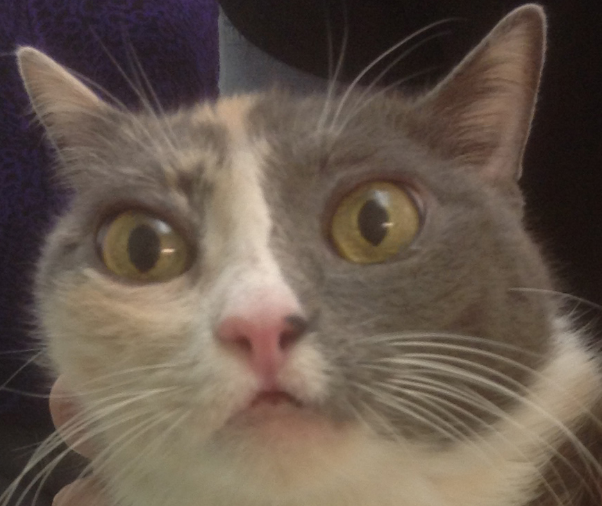 Eosinophilic Granuloma Complex in Cats - Part 3