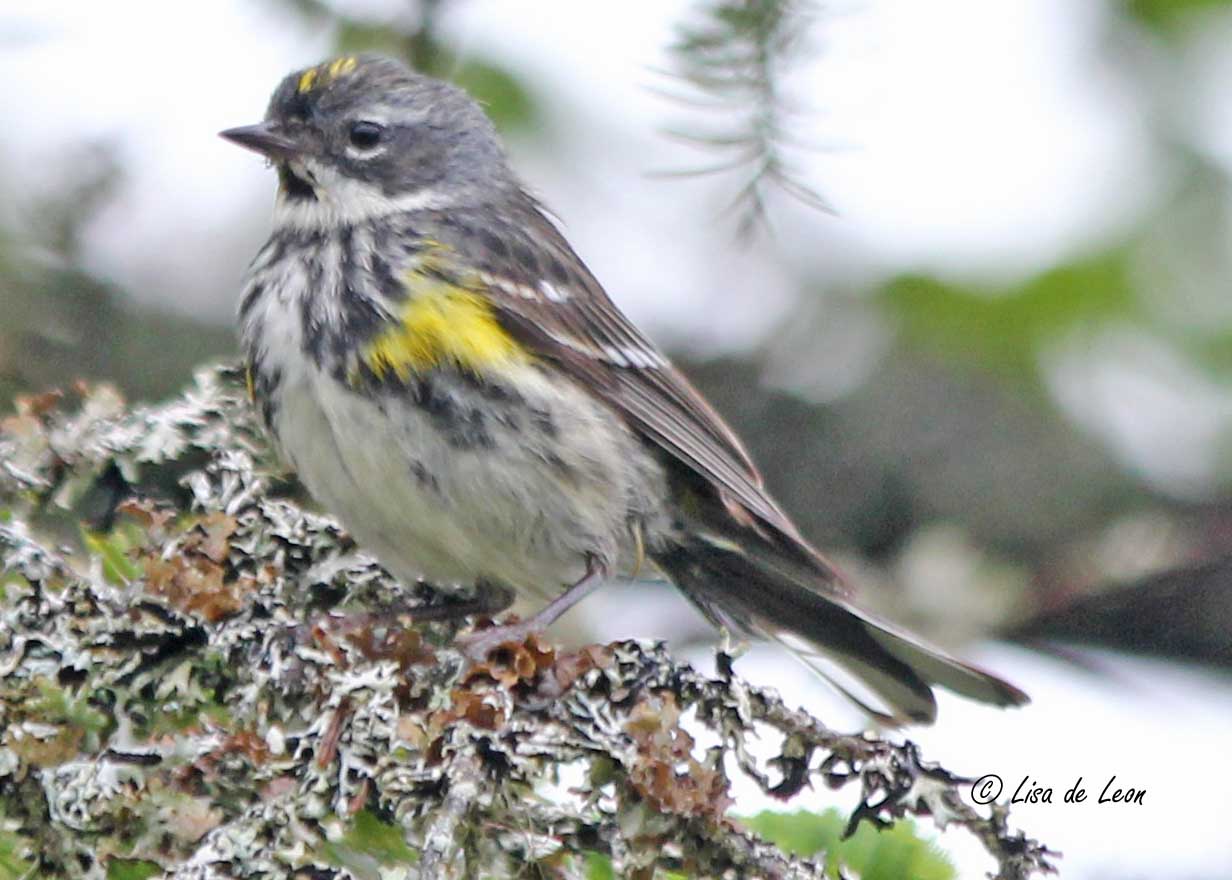 Birding with Lisa de Leon: Yellow-rumped Warbler with Black Chin