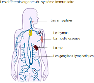 Les organes du système immunitaire - Biologie
