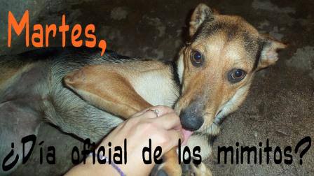 Perritos de la Sarmiento