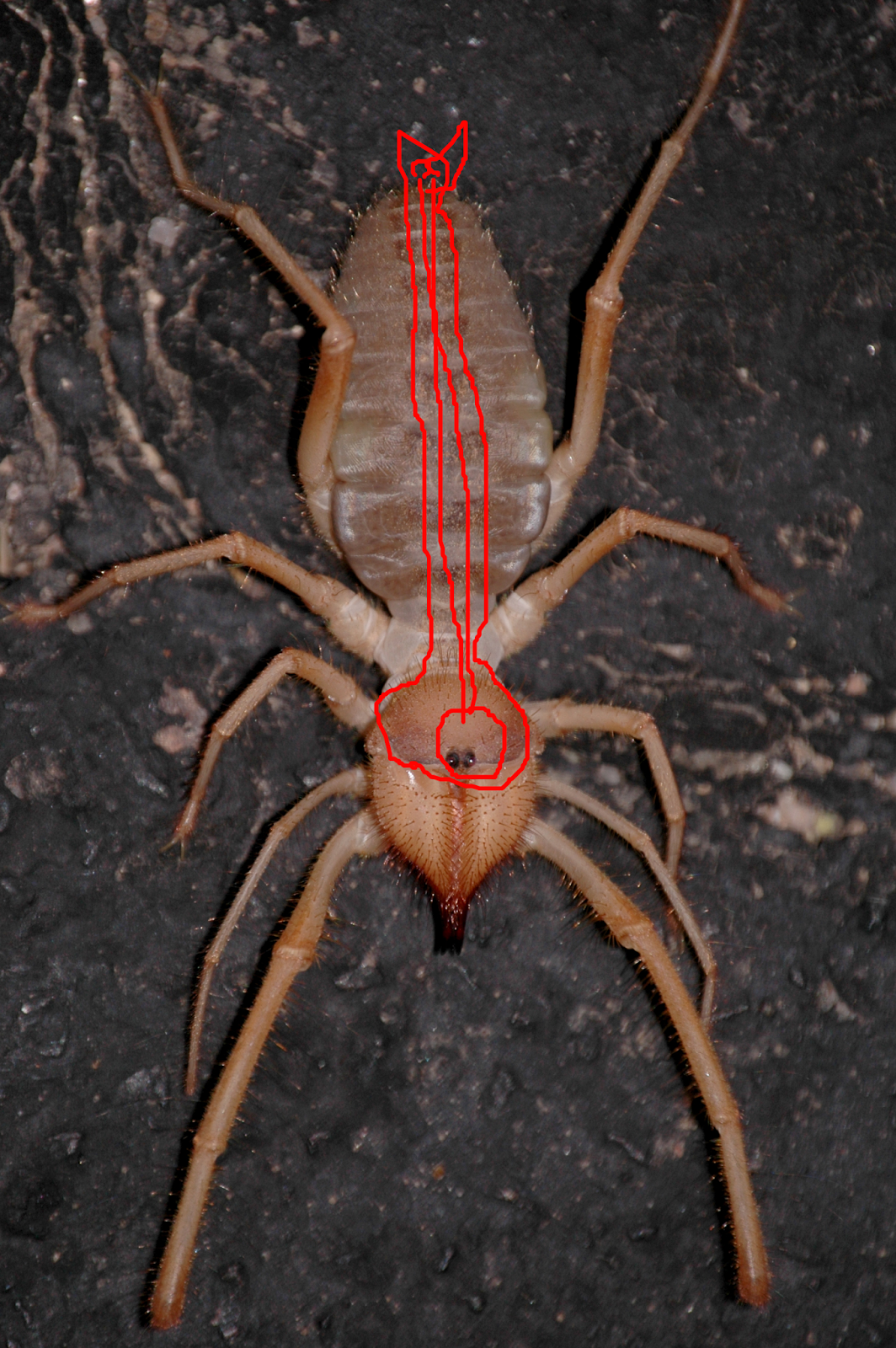 What Does a Brown Recluse Look Like?
