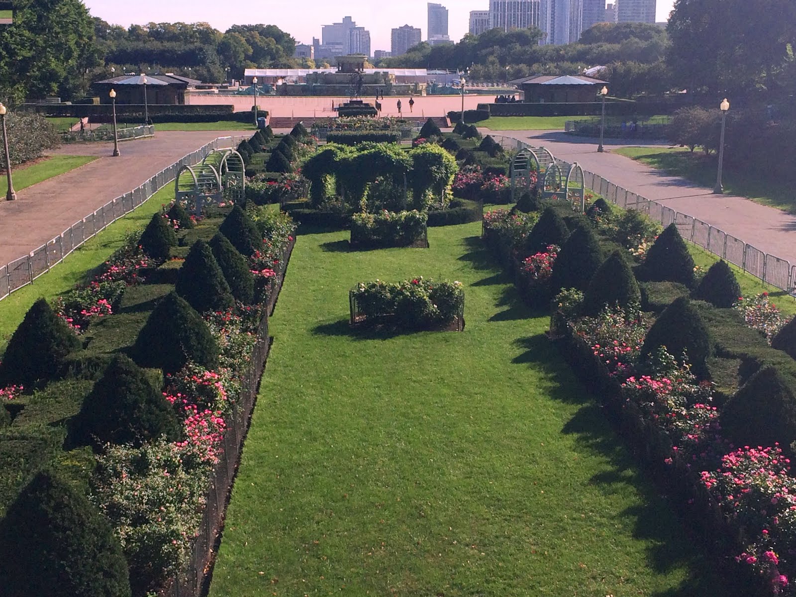 The Catherine Graham Rose: Grant Park Rose Garden Blooms! Watch Video!