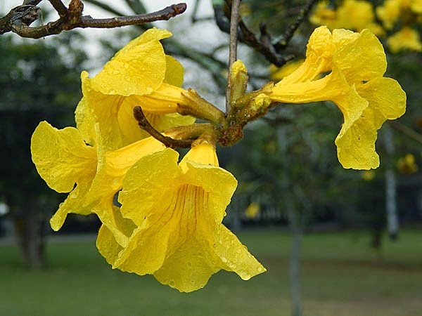lost in Mato Grosso: quest for the light - Yellow Ypê | Tabebuia ...
