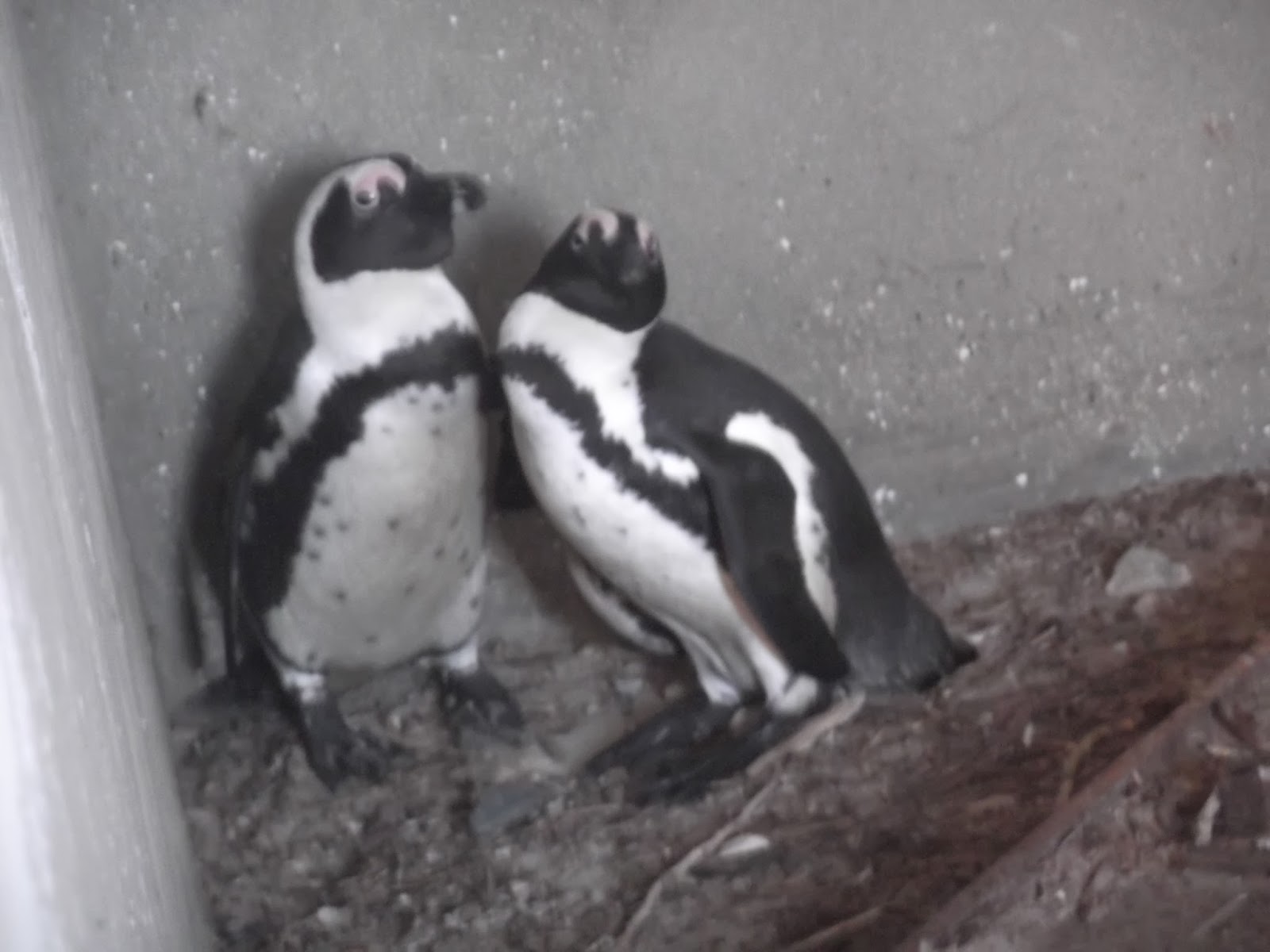 Robben Island Penguin Tracks: You Can Help