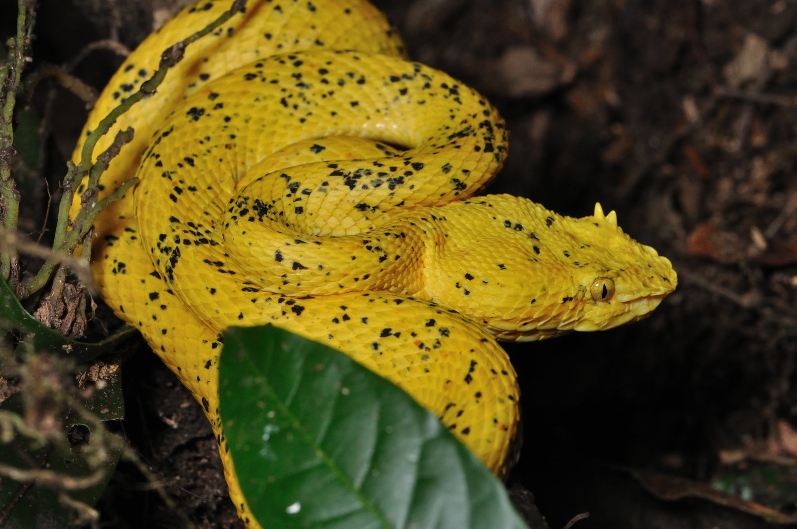 Eyelash Vipers at La Selva | the pace of nature