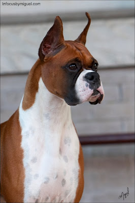 DOG SHOW POOP: WWW: THE BOXERS
