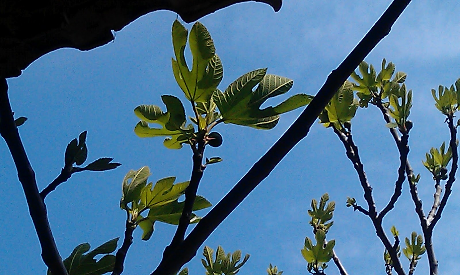 Organically Greek: Figs (Σύκα)