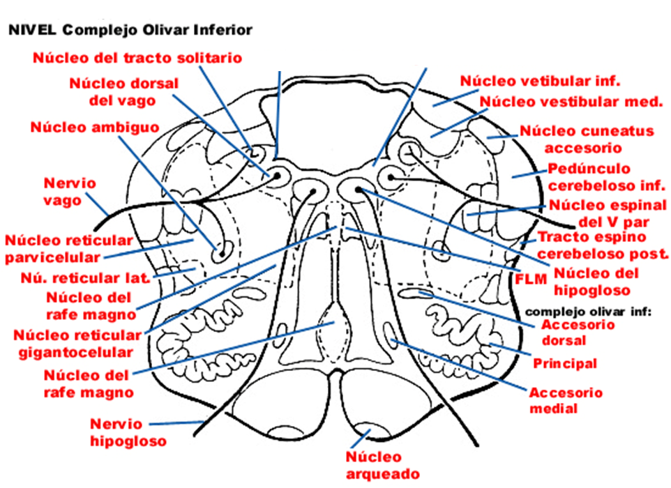 NeuroAnatomía Dr. William Ganem: Láminas para el Examen Final 2