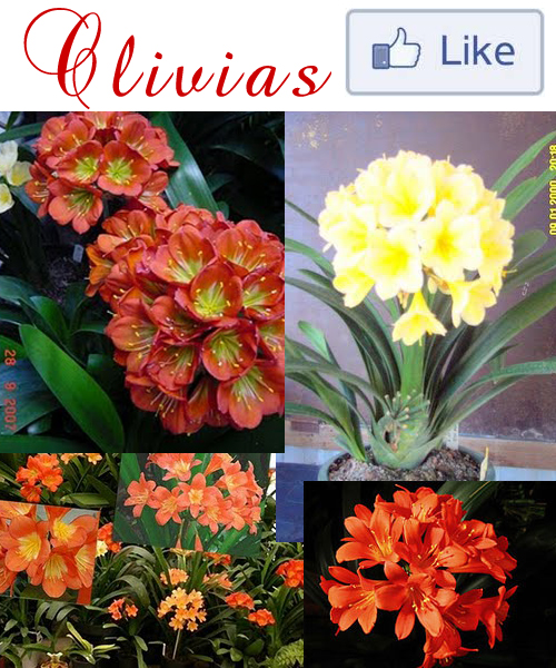 Clivias in Colour, Central Coast, NSW, Australia: Our Garden Gallery