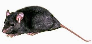 Common Sri Lanka House Rat (Ratus Ratus Kandianus)