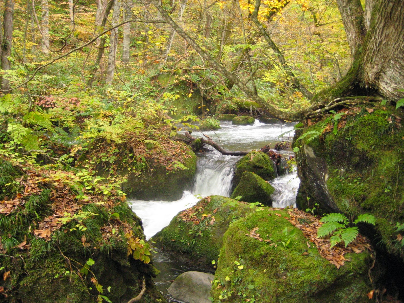 Towada and Beyond: Oirase Gorge (Oirase Keiryuu) 奥入瀬渓流