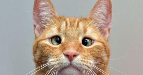 French Vocabulary Illustrated: loucher