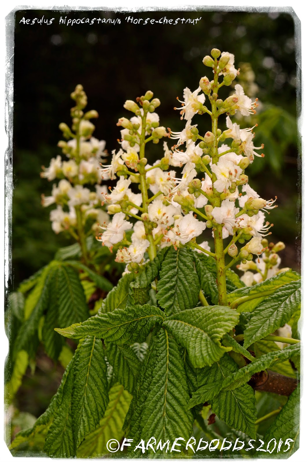 NATIVE BRITISH HERBS: A