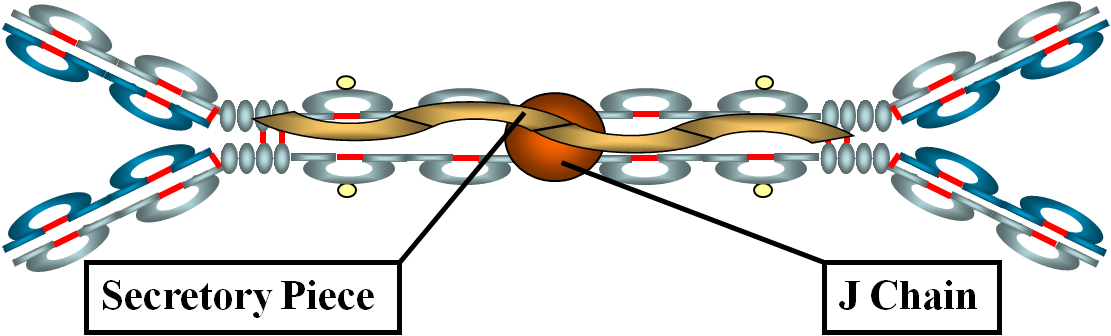 Different types of Immunoglobulins - IgG, IgA, IgM, IgD and IgE