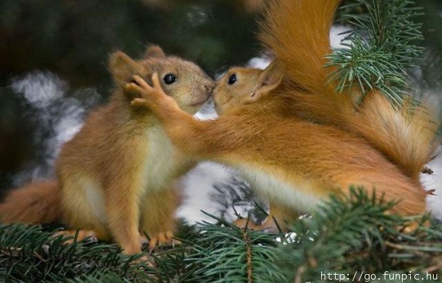 Our Beautiful World: Animal Expressions