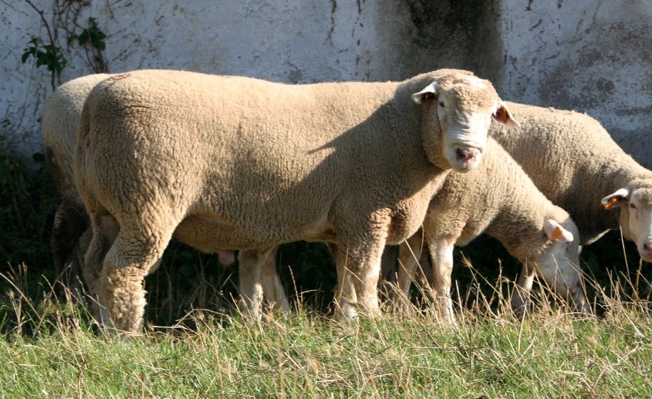 OVINOS ILE-DE-FRANCE: NOVO MACHO REPRODUTOR