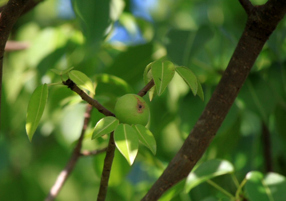 Sunday Morning Worship Thoughts - Poison Apples