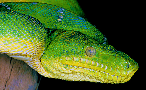 Serpent Research: Irish Snakes?