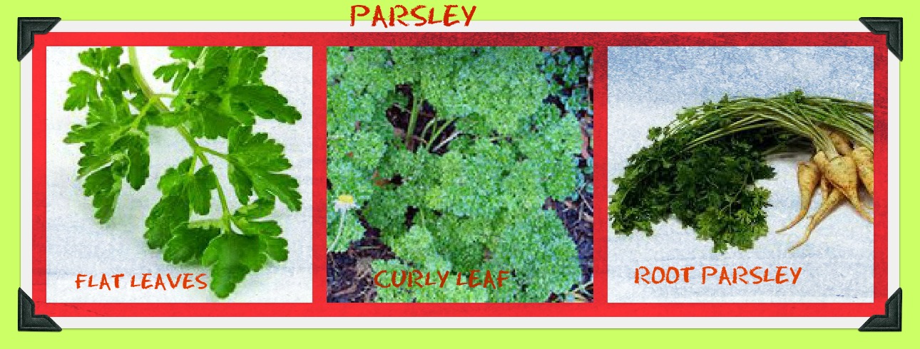 USHA'S KITCHEN: Parsley is a member