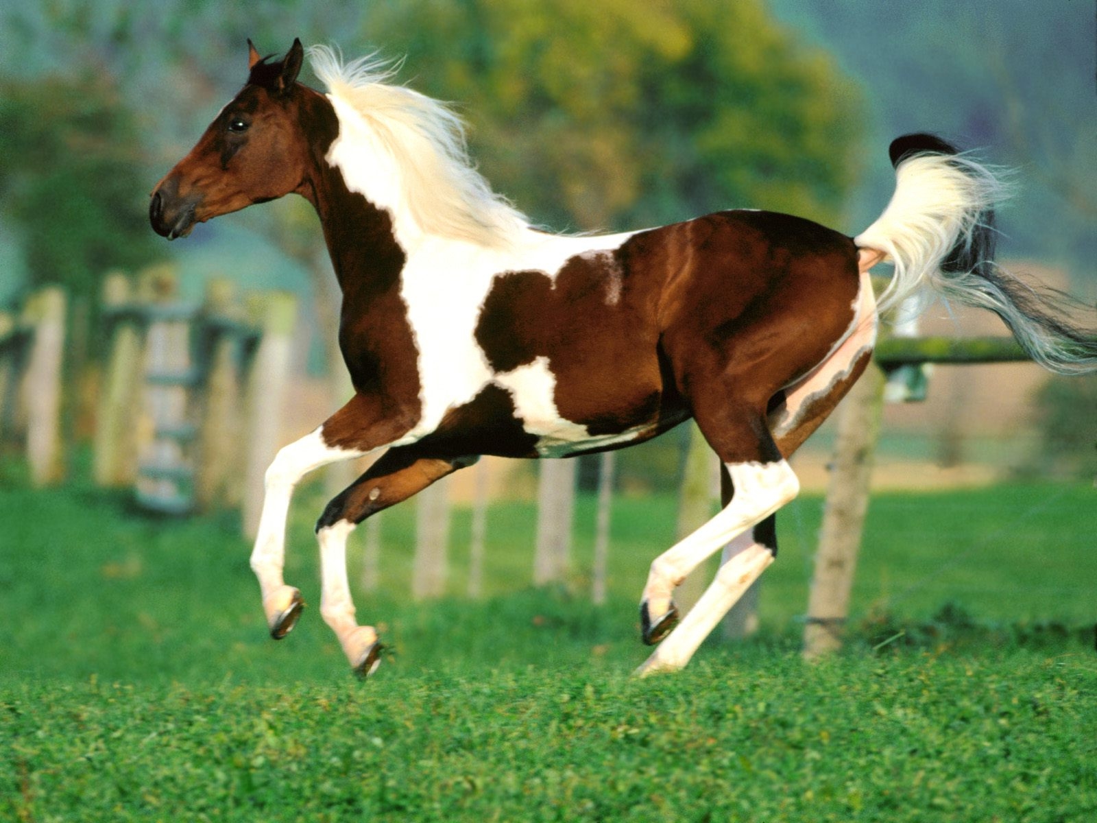 IMAGENES DE CABALLOS: IMAGEN CABALLO MANCHADO TROTANDO