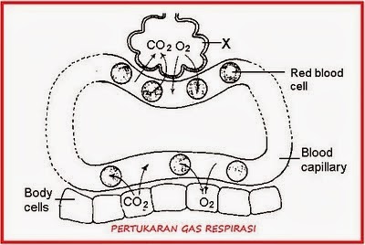 BIOLOGI GONZAGA: PERTUKARAN O2 DAN CO2