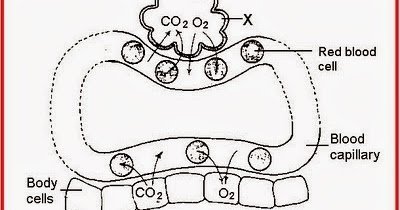 BIOLOGI GONZAGA: PERTUKARAN O2 DAN CO2