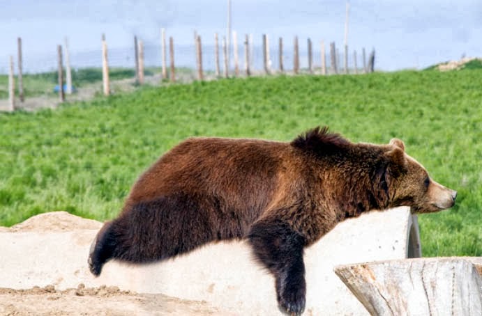 Four legged friends (and enemies): Six captive bears rescued in South ...
