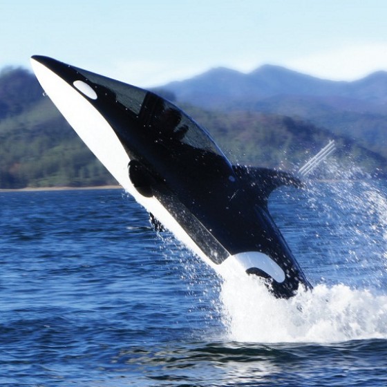 Killer Whale Orca Pictures And Facts | All Wildlife Photographs