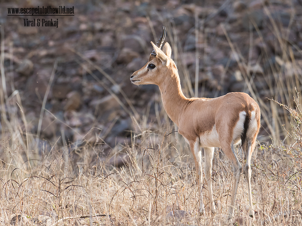 Ranthambore National Park - a trip report