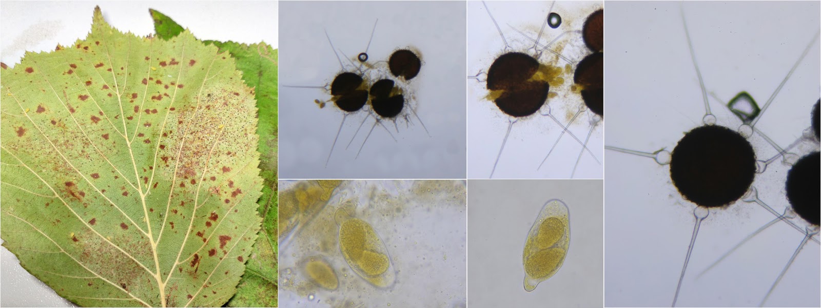 Phyllactinia guttata (Wallr.) Lév. • CEMAS Orden Erysiphales