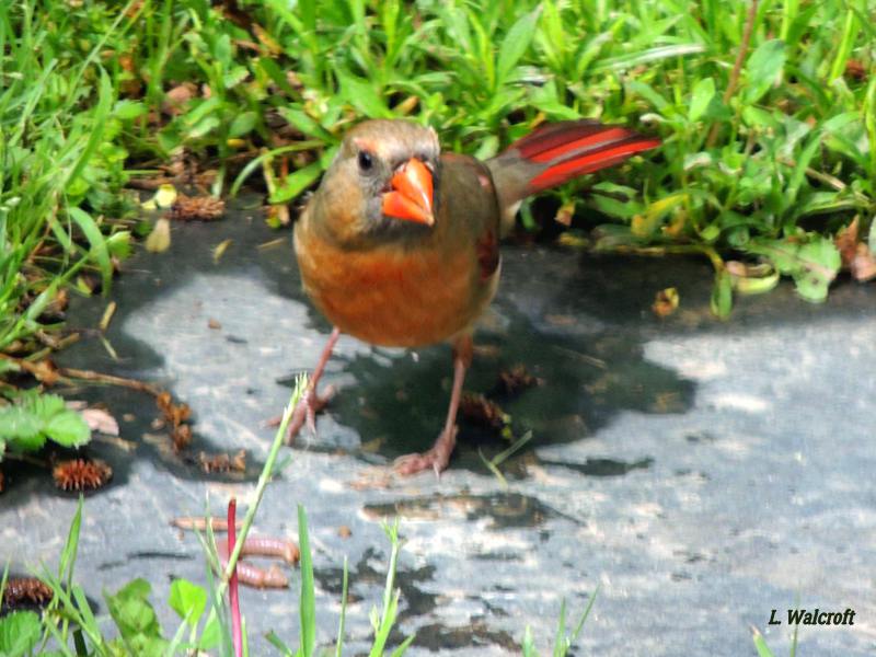 The View from Squirrel Ridge: Iris, Goose, Cardinals, Worms.