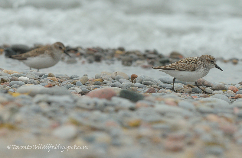 Toronto Wildlife: March of the Sandpipers
