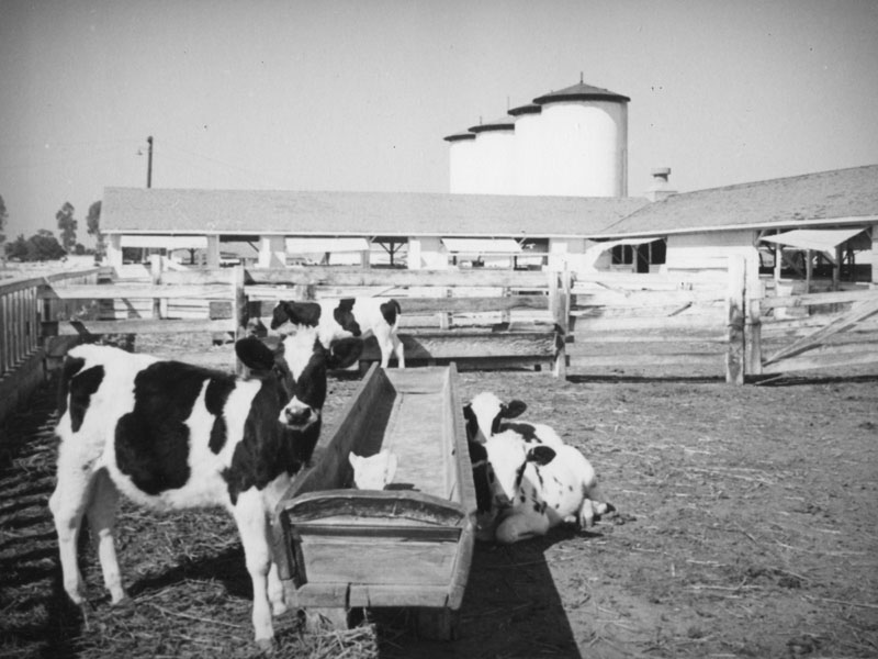 Cherish Home Everyday: Rhoda and Adohr Farms