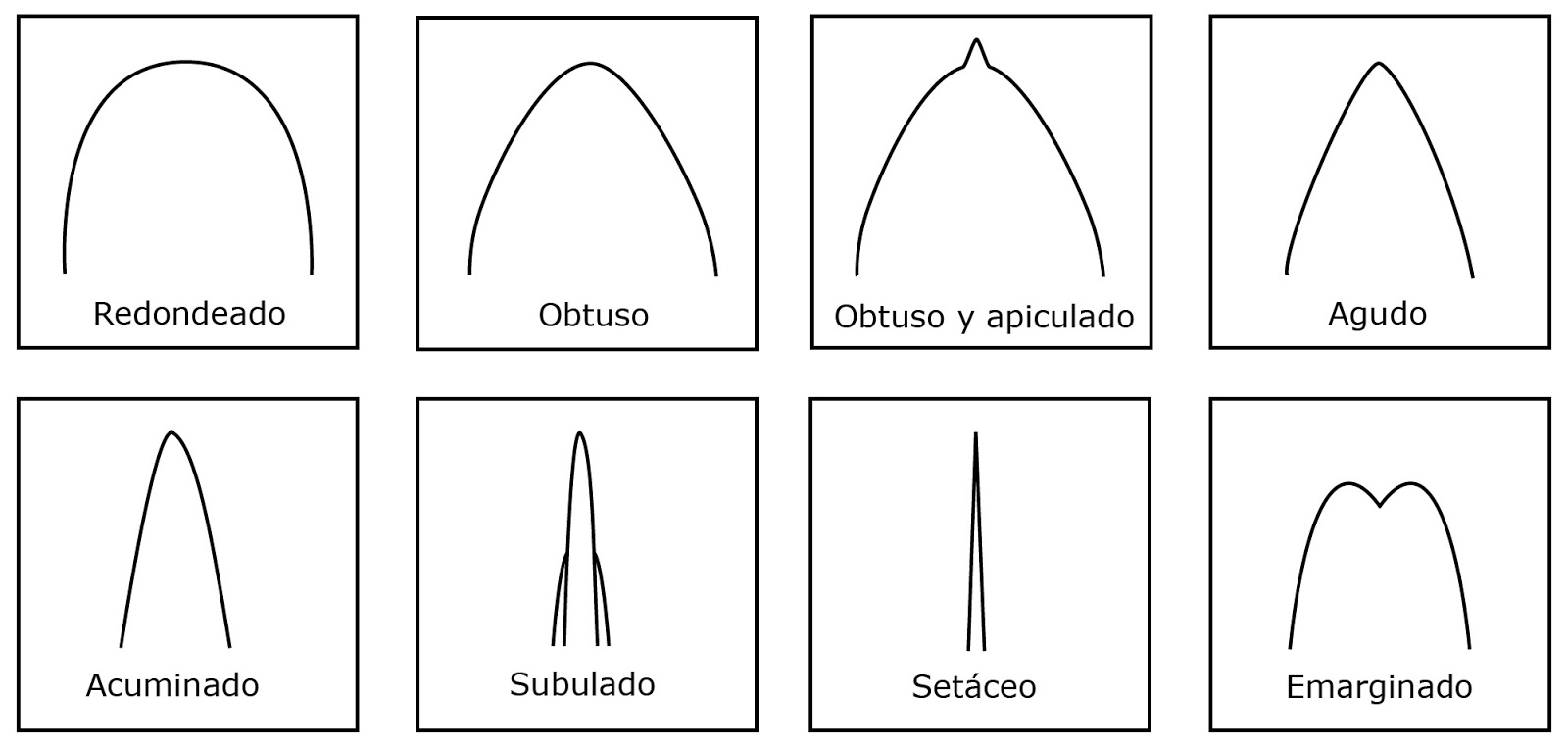 Proyecto Musgo: Glosario
