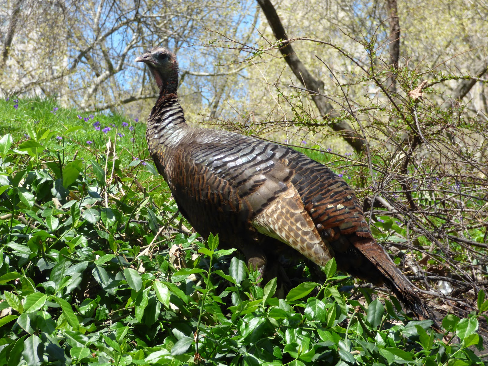 Out4aduck - A record of my birding year: Great Turkey Chase