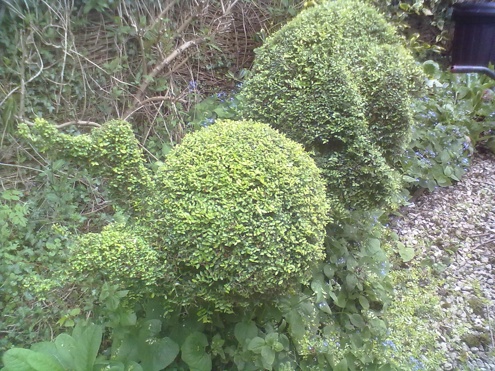 Rachel the Gardener: Topiary snail time again.