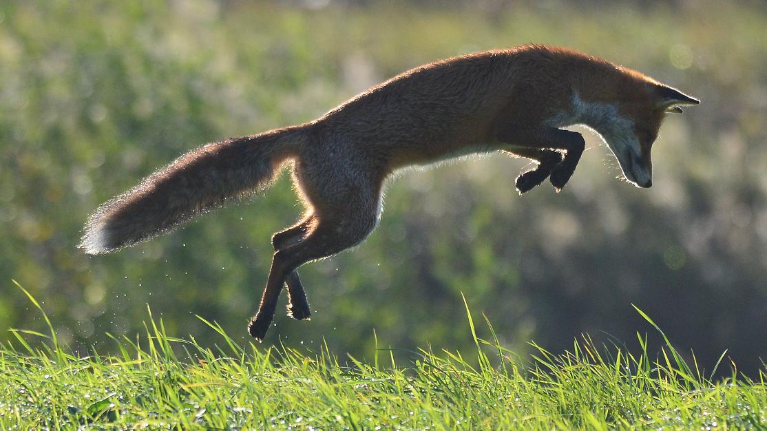 Foxes on Pinterest | Red Fox, Arctic Fox and Fantastic Mr Fox