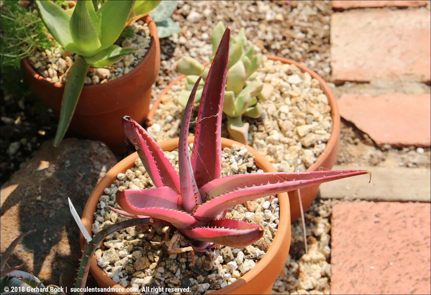 Around the world on 6,000 sq.ft.: Brian's miniature botanical garden
