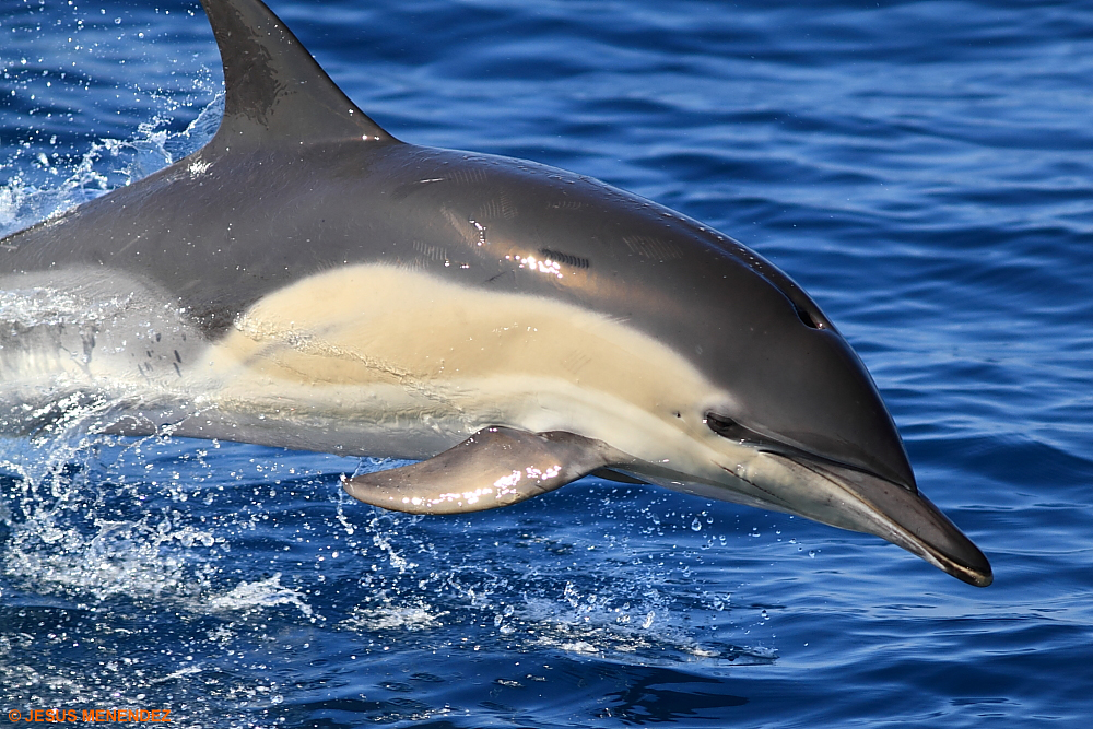 © DEMENCIA ORNITOLOGICA 43º23´N 3º13´W: DELFIN COMUN, Delphinus delphis.