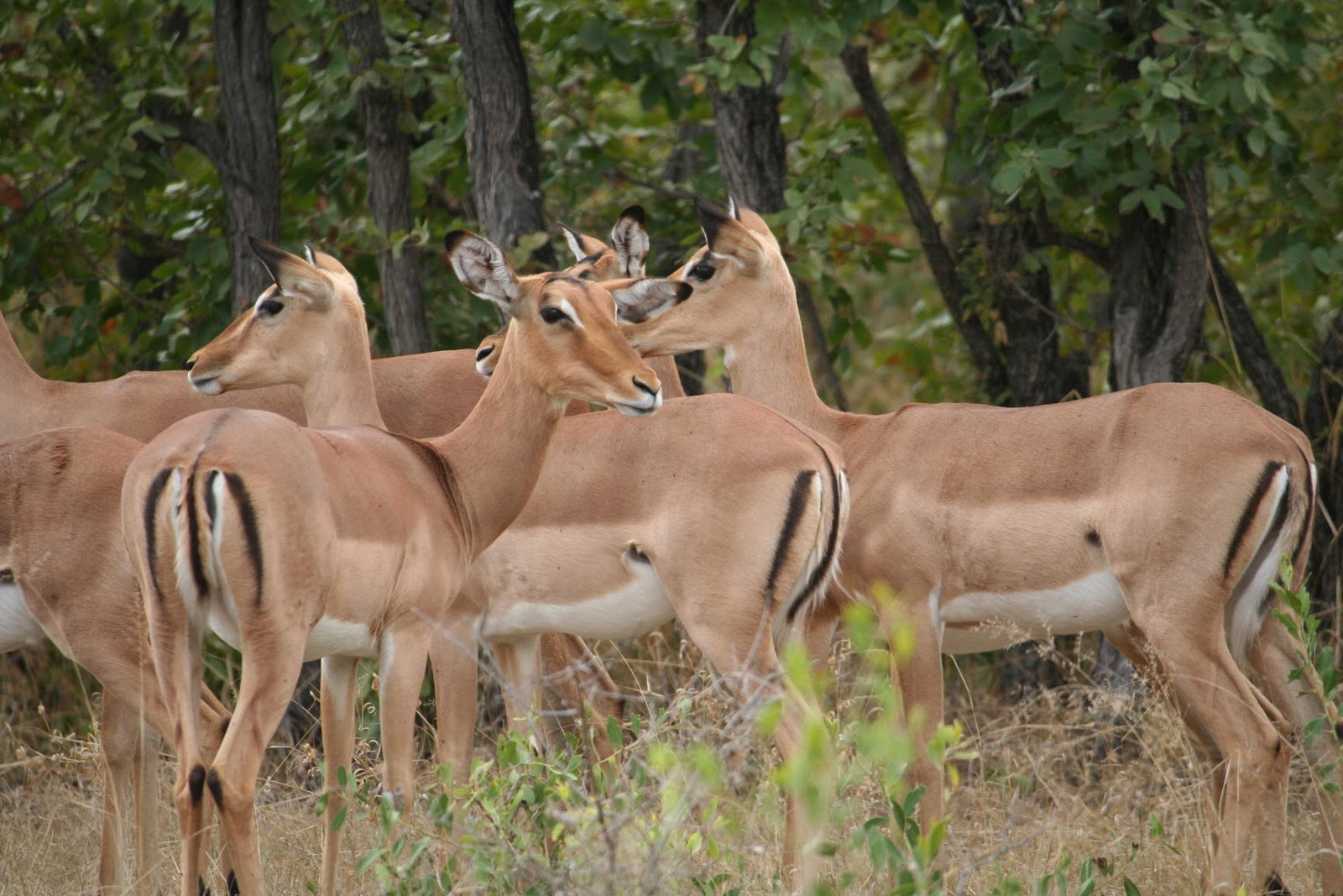 Impala | The Life of Animals