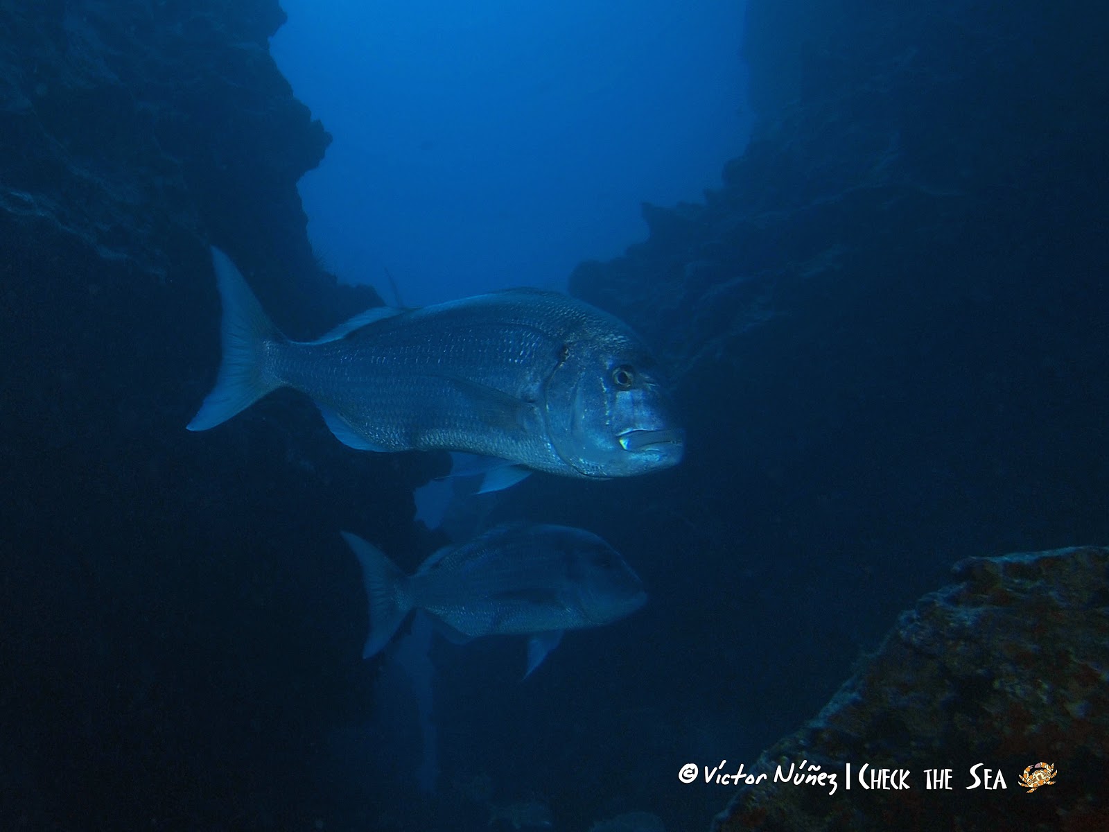 Check the Sea. Web de buceo y fotografía submarina de las Islas ...