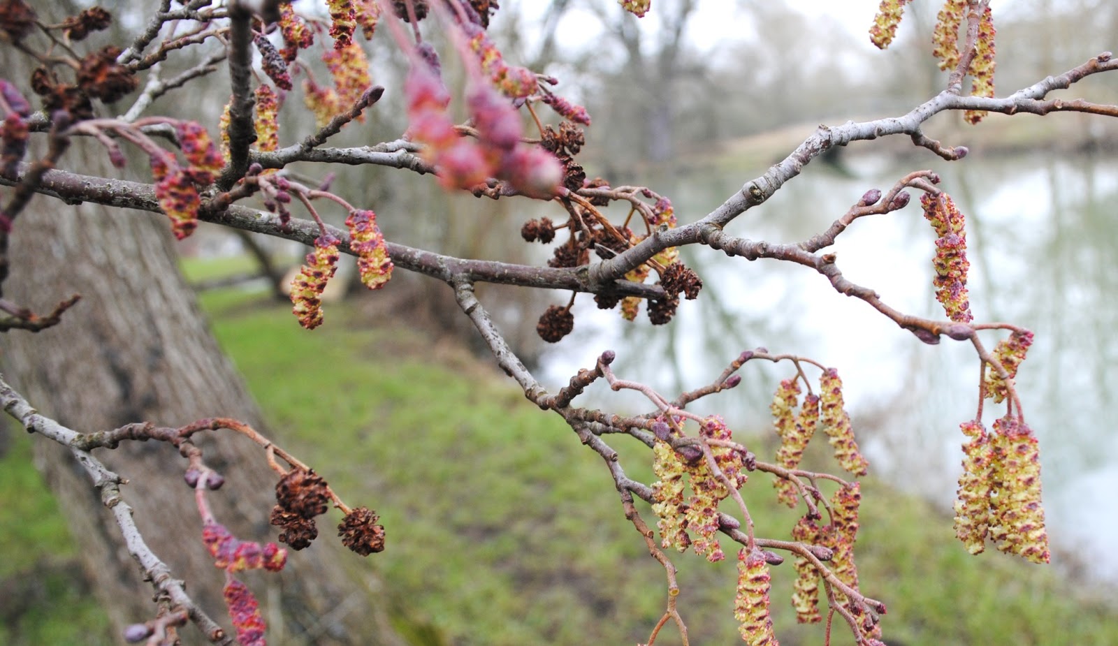 Alnus glutinosa, Common Alder