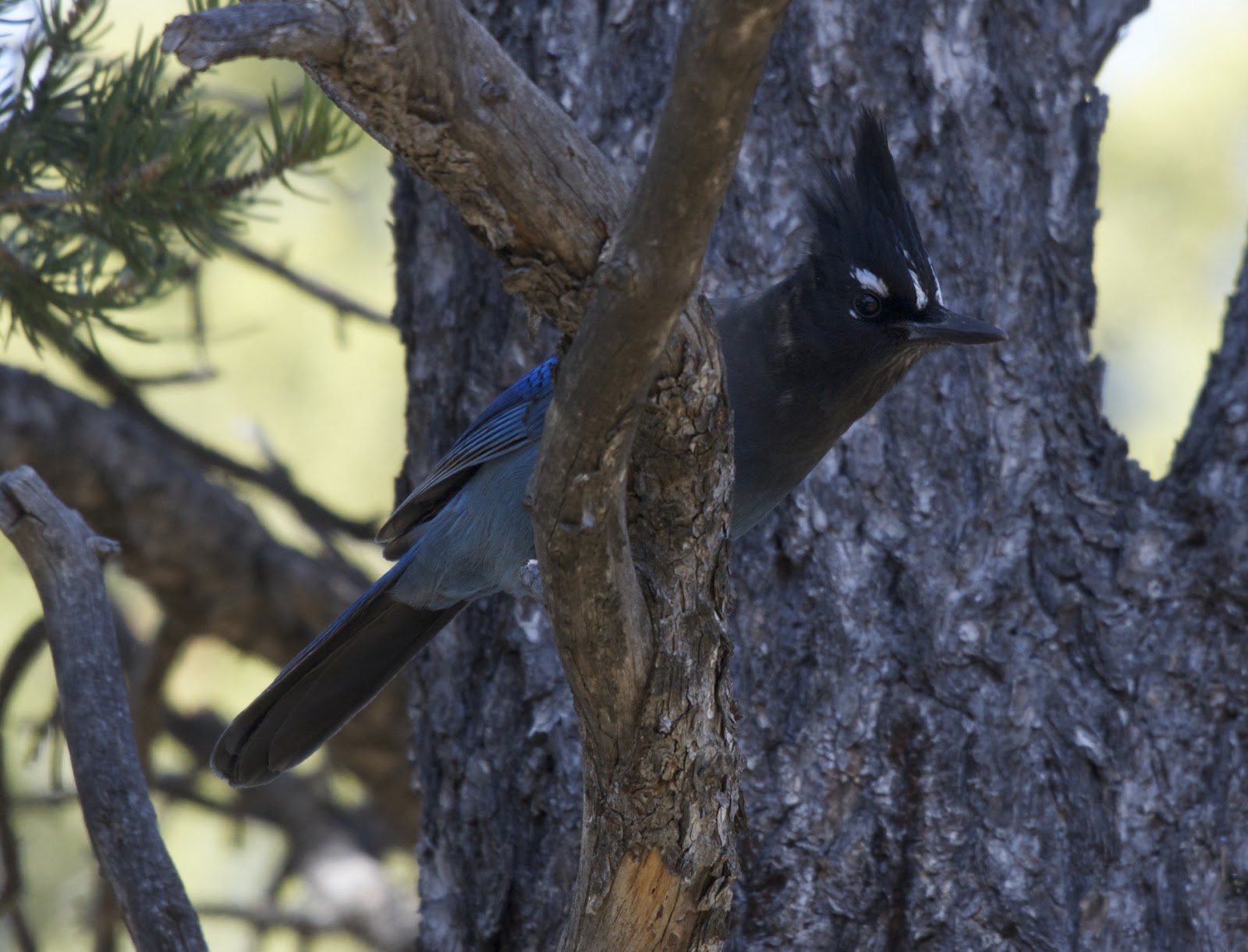 Birding Is Fun!: Saluting the Flag!