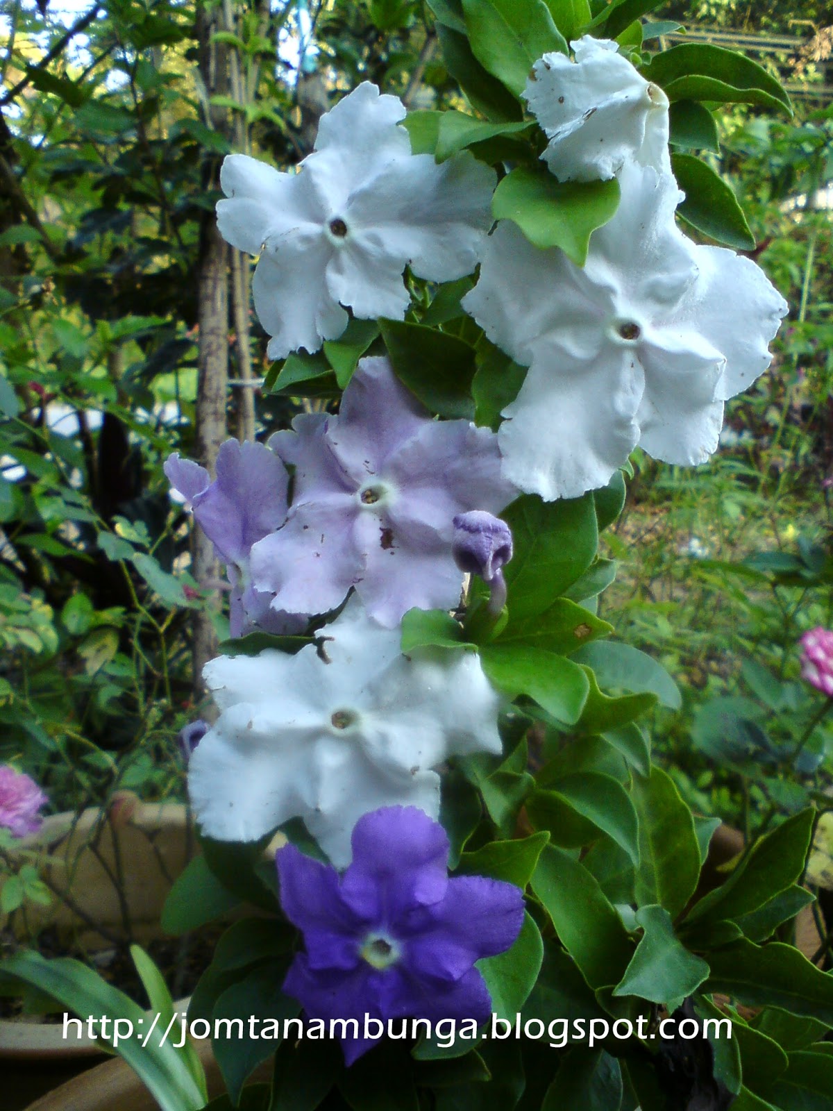 JENIS-JENIS BUNGA: Bunga Pakai Bedak