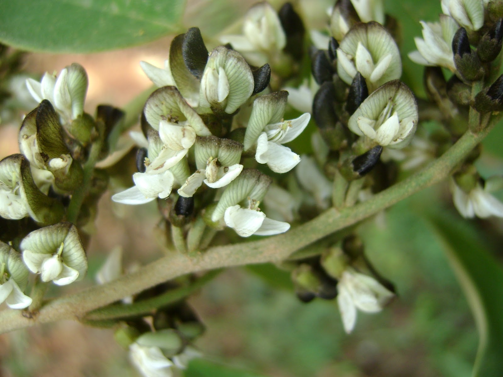 Fabaceae - Leguminosae no Brasil: Fabaceae - Machaerium villosum Vogel ...