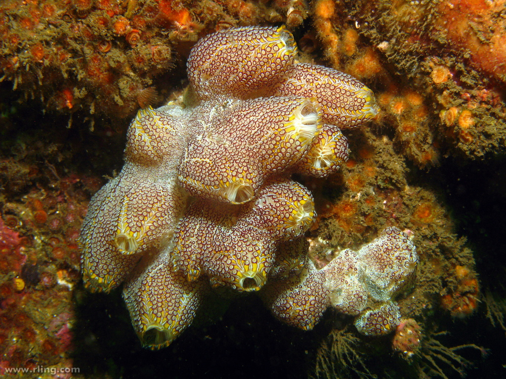 Real Monstrosities: Sea Squirt