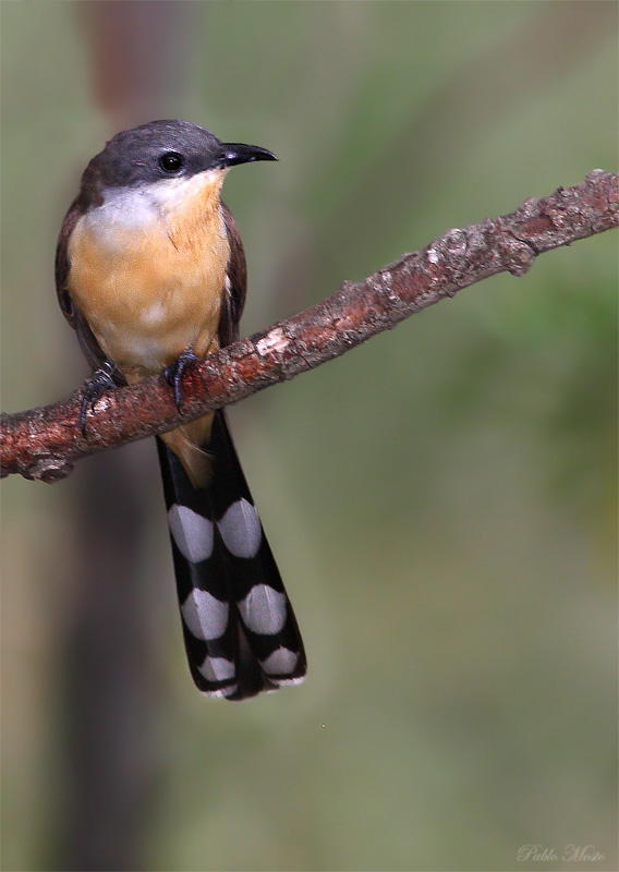 AVES NUESTRAS: CUCLILLO CANELA