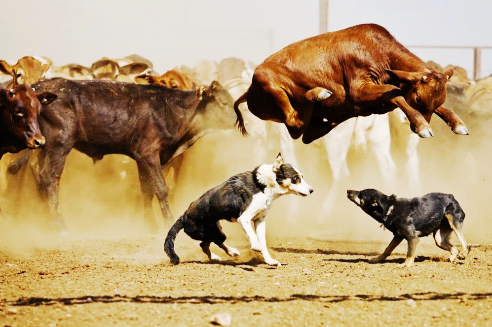 Two Dogs Attack On Cow - Shehar-e-Karachi | News Islam Recipe Article ...