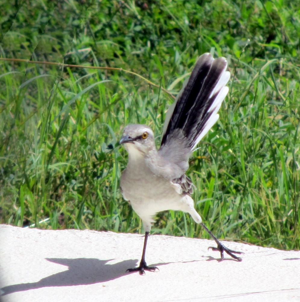 Hiking Curaçao - Flora and Fauna: Dancing Mockingbird